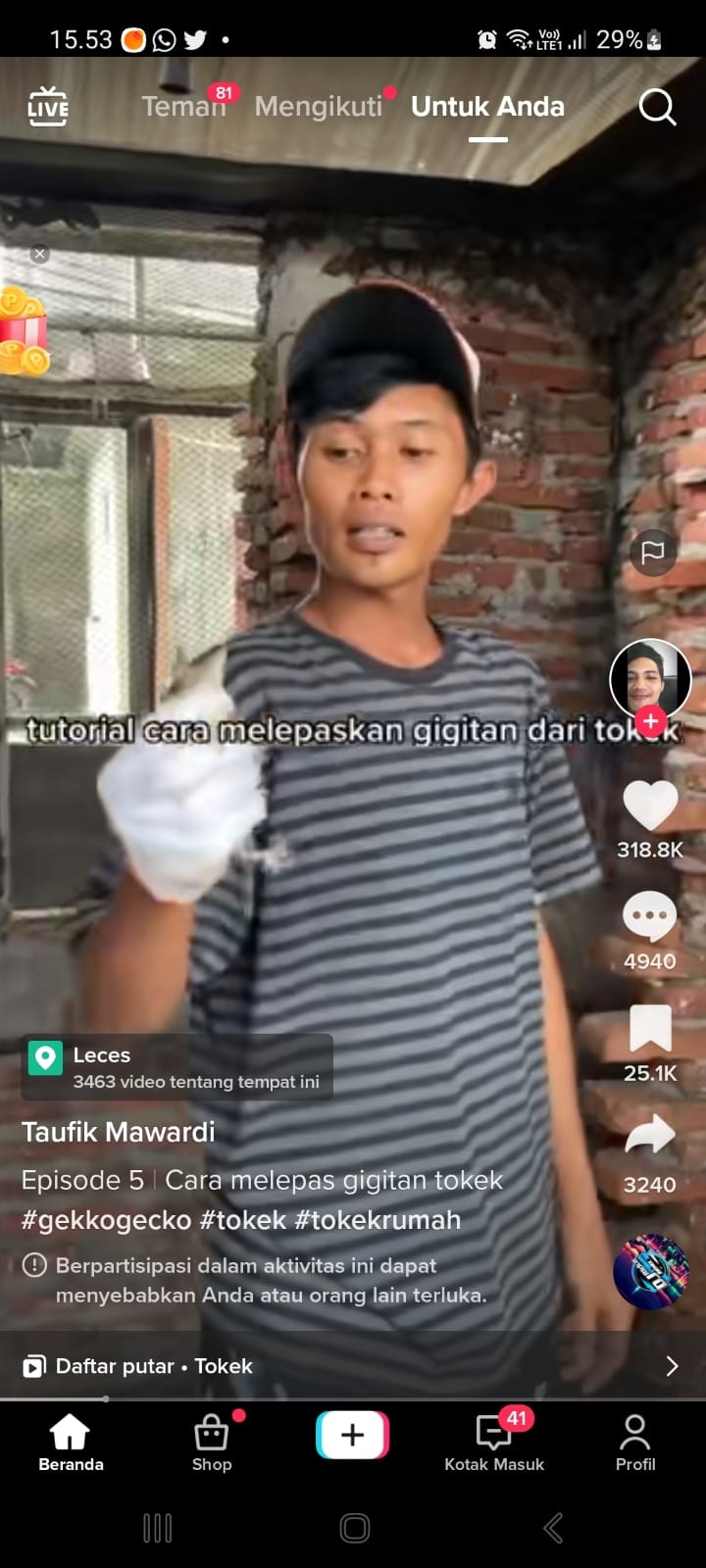 Mau Tahu Cara Melepas Gigitan Tokek? Ini dia Tutorialnya, Sangat-sangat ...