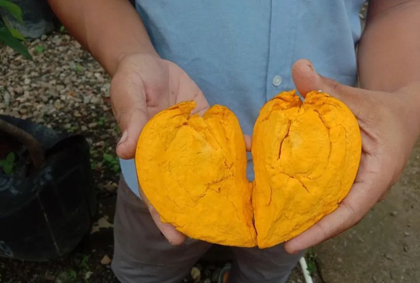 Manfaat Buah Alkesa untuk Tubuh - radarbanten.co.id